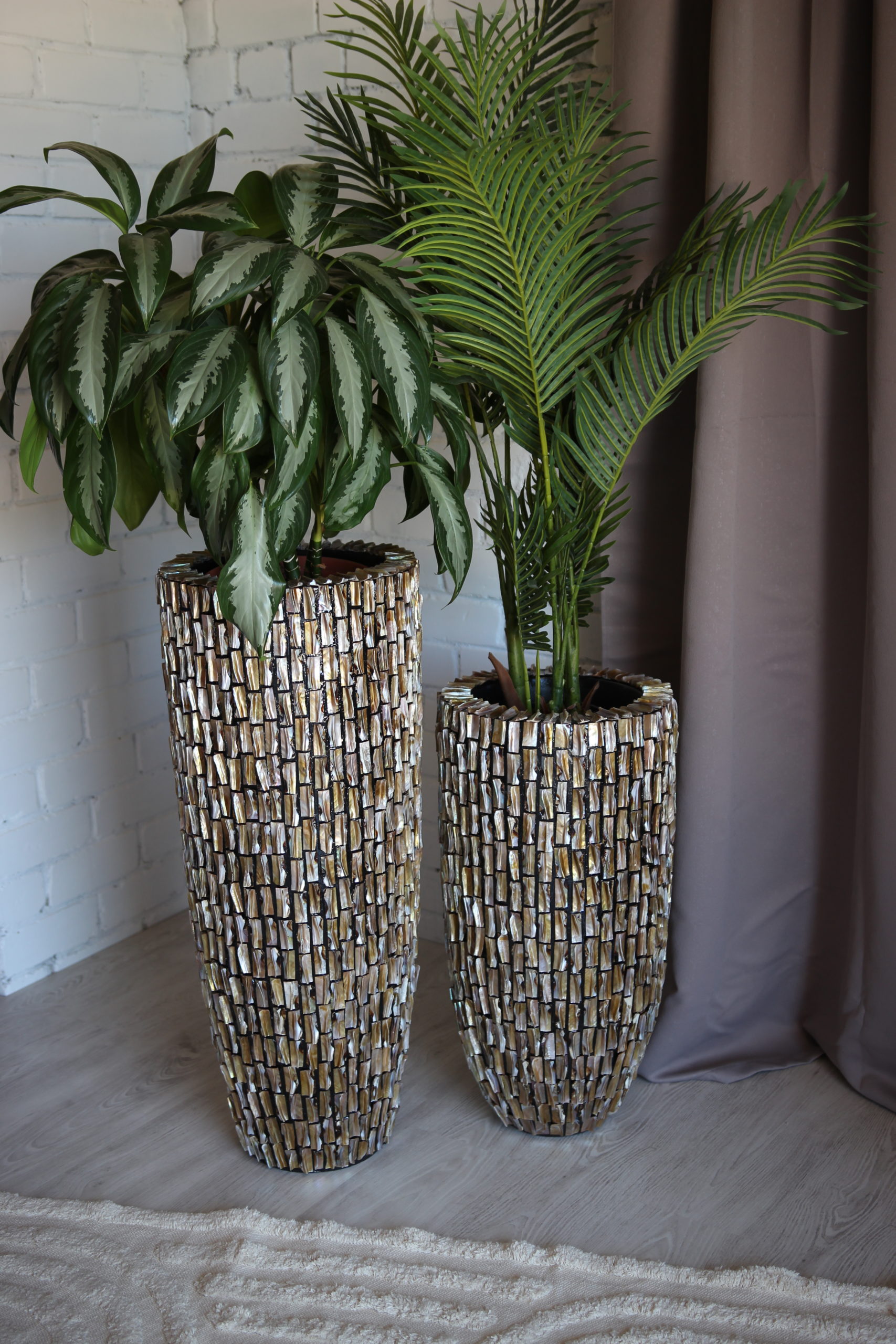 Vazonas Peperonia – Dideli vazonai